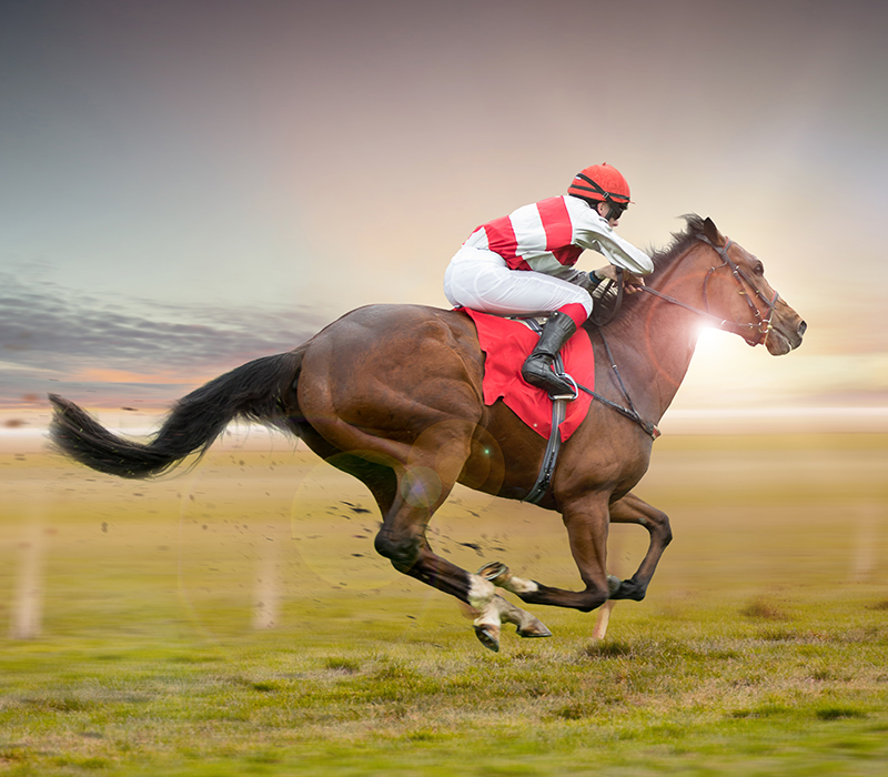 Diagnostics & Treatments | Sydney Equine