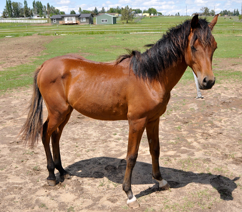Services | Sydney Equine